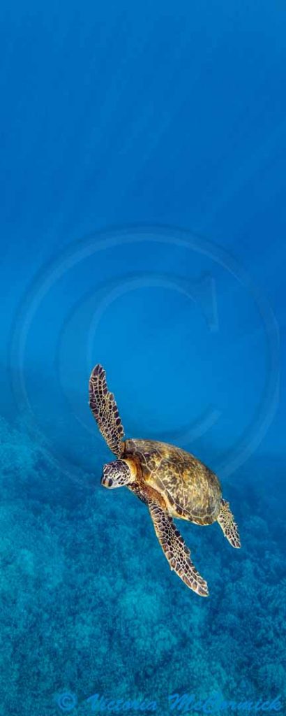 Freedom Flight | Victoria McCormick