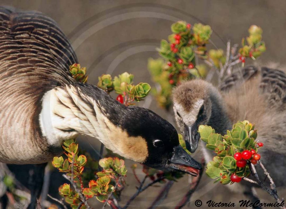 Ohelo Berry Picking We Go | Victoria McCormick